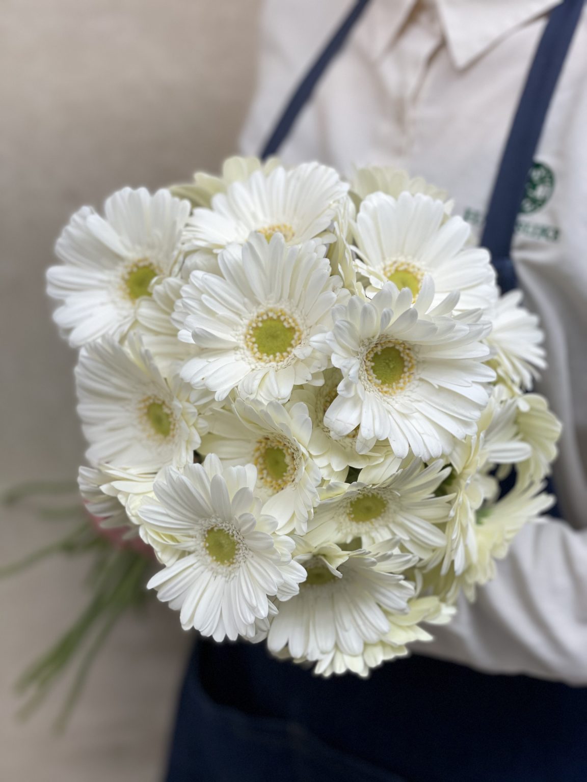 Gerbera ‘White star’ | 花屋 はな輔