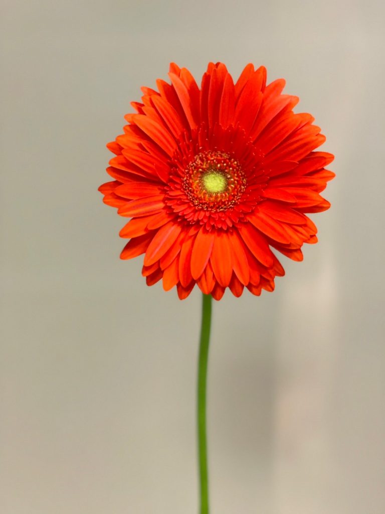 Gerbera’Atlanta’ | 花屋 はな輔