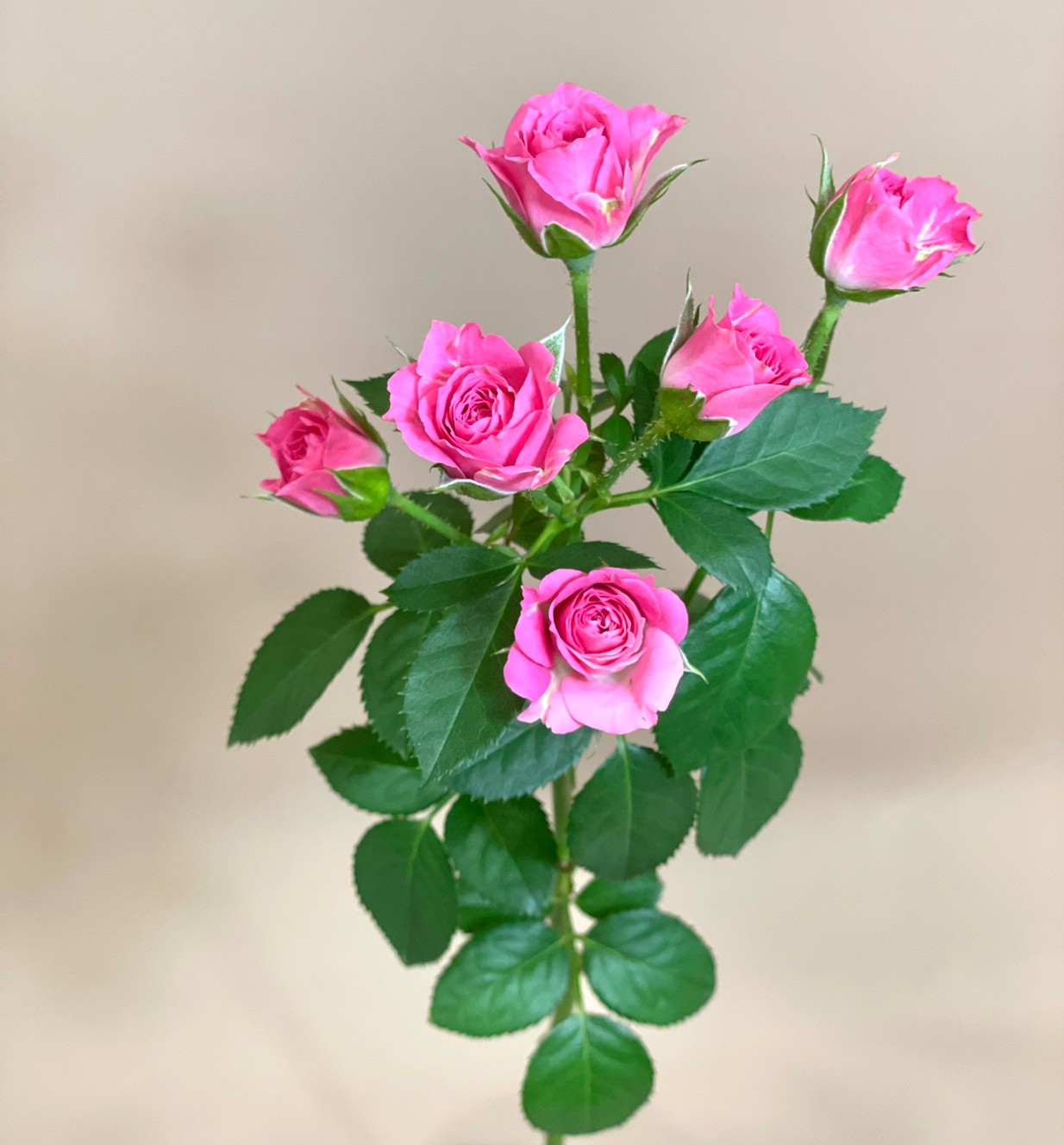 Spray Rose’Lovely Lydia’ | 花屋 はな輔