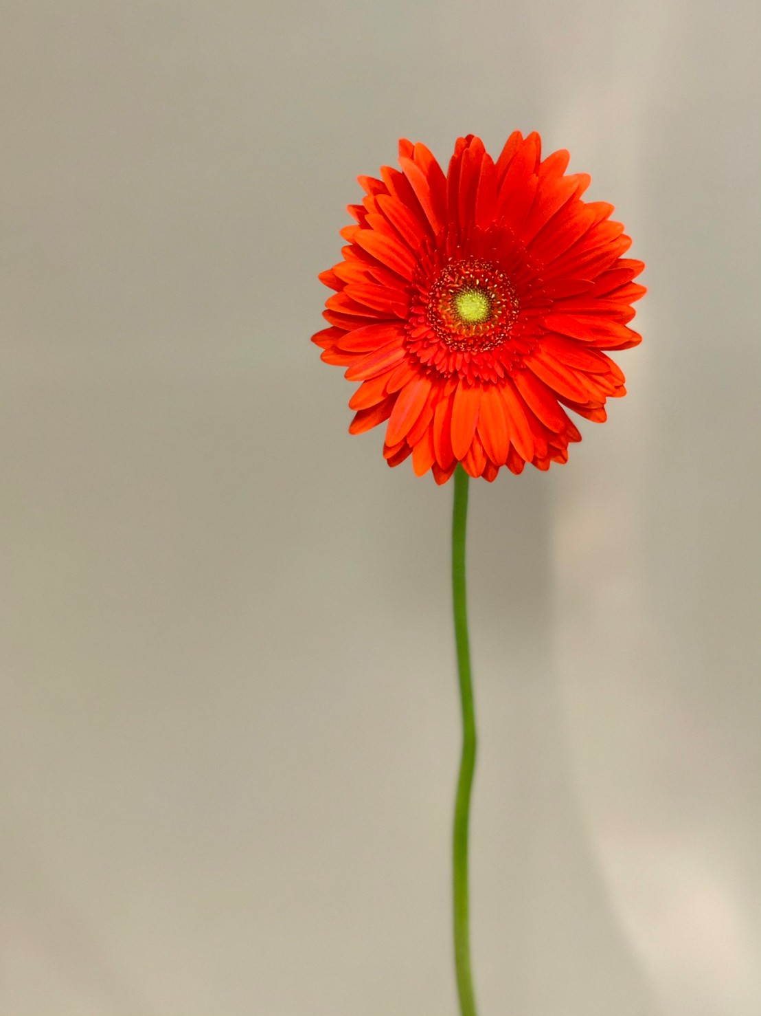 Gerbera’Atlanta’ | 花屋 はな輔