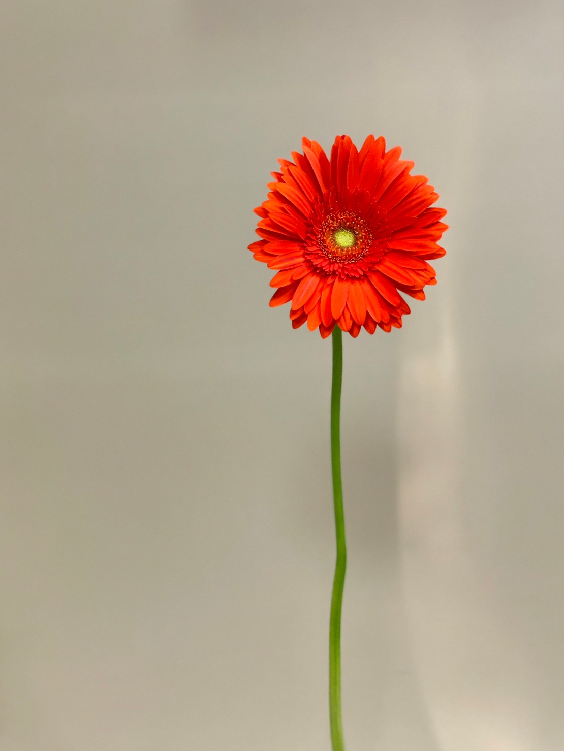 Gerbera’Atlanta’ | 花屋 はな輔