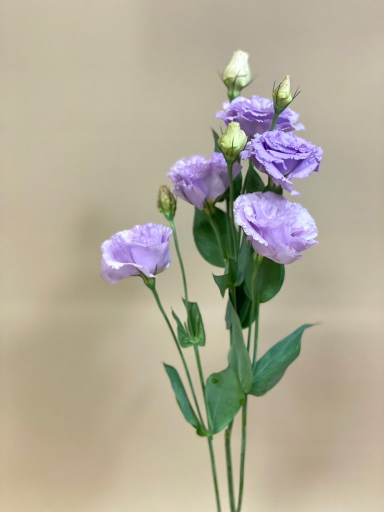 Turkish bellflower’Veil lavender’ | 花屋 はな輔