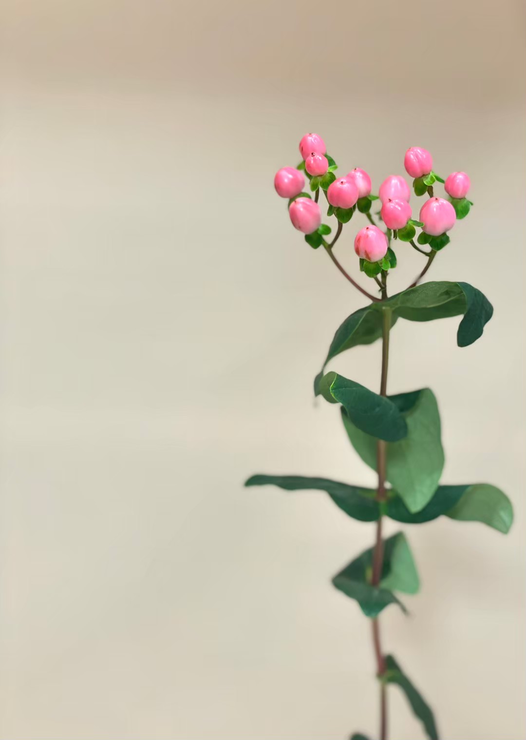 Hypericum’Coco casino’ | 花屋 はな輔