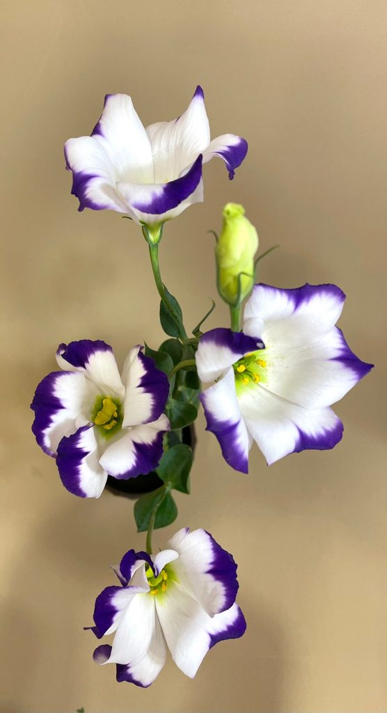 Turkish bellflower’The Sea Faint’ | 花屋 はな輔