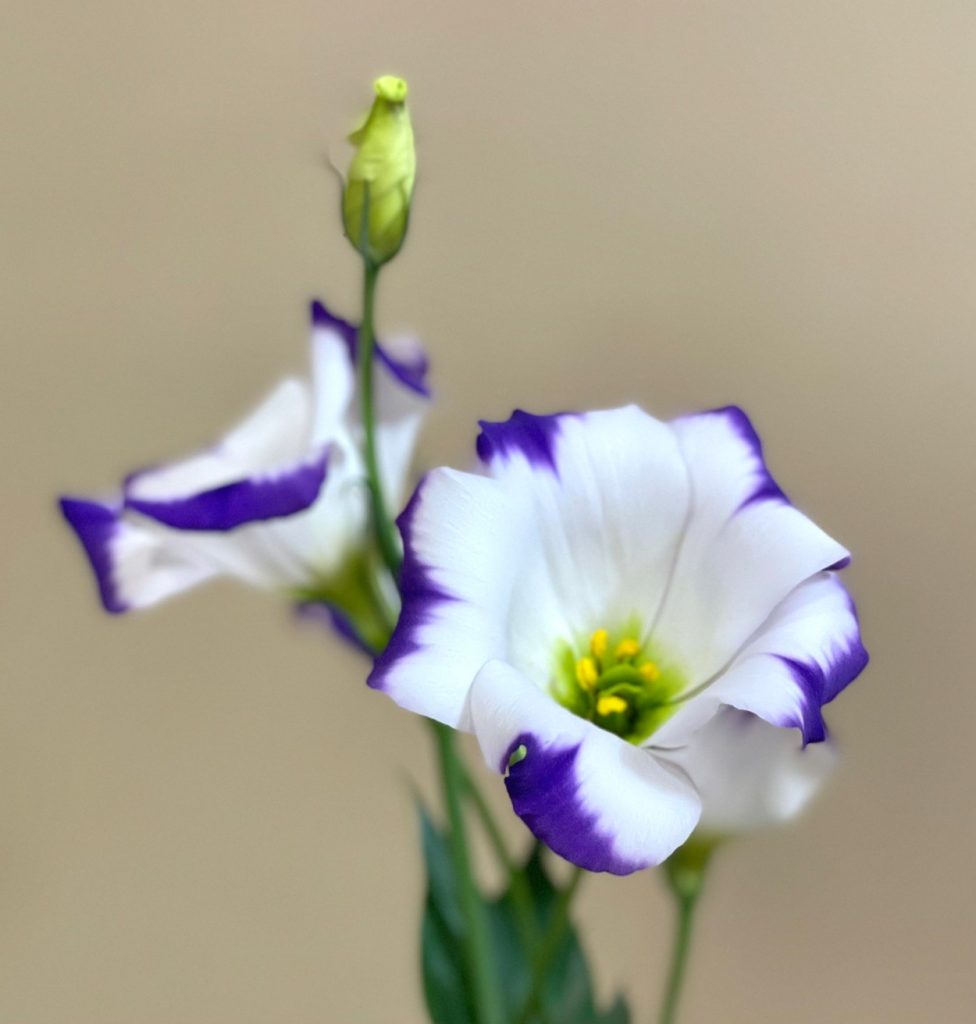 Turkish bellflower’The Sea Faint’ | 花屋 はな輔