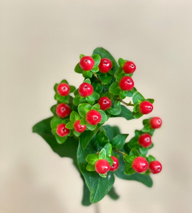 Hypericum ‘Tomato flare’ | 花屋 はな輔