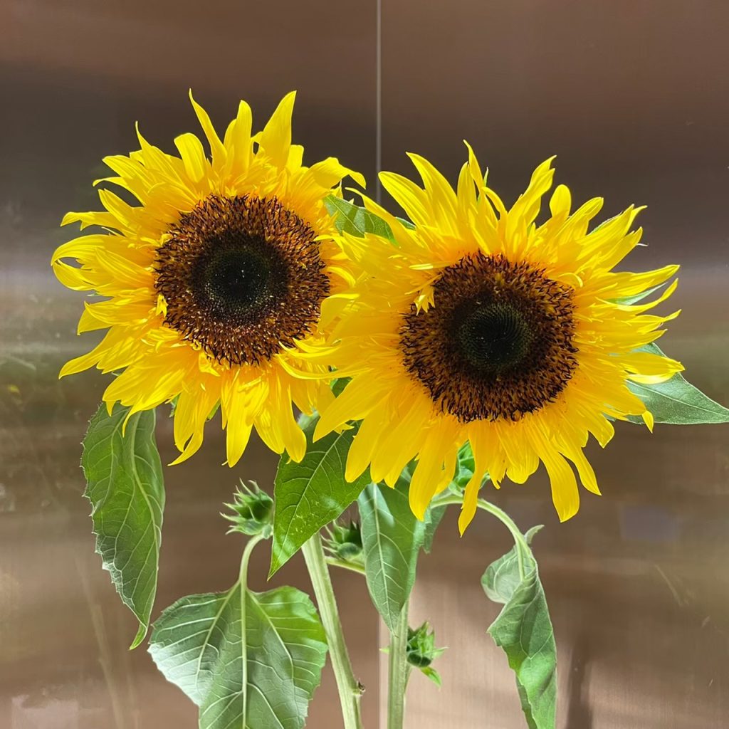 ヒマワリ『ゴッホのひまわり』 | 花屋 はな輔