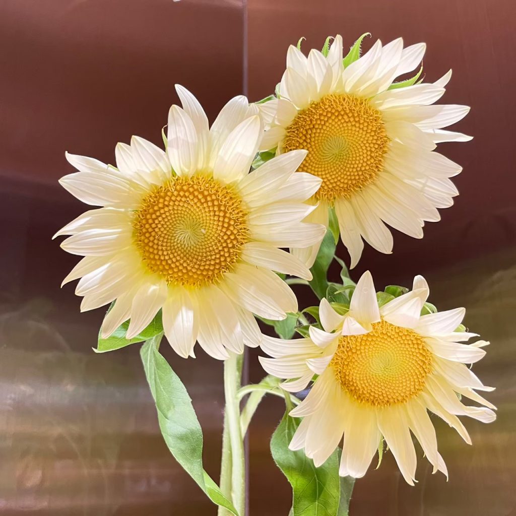 ひまわり 筋立て _ 手作り ひまわり 作り方 – SEGWRI