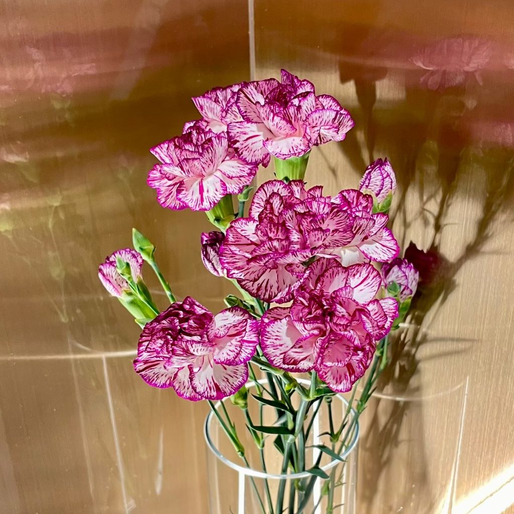 スプレーカーネーション『スペクトロ』 | 花屋 はな輔