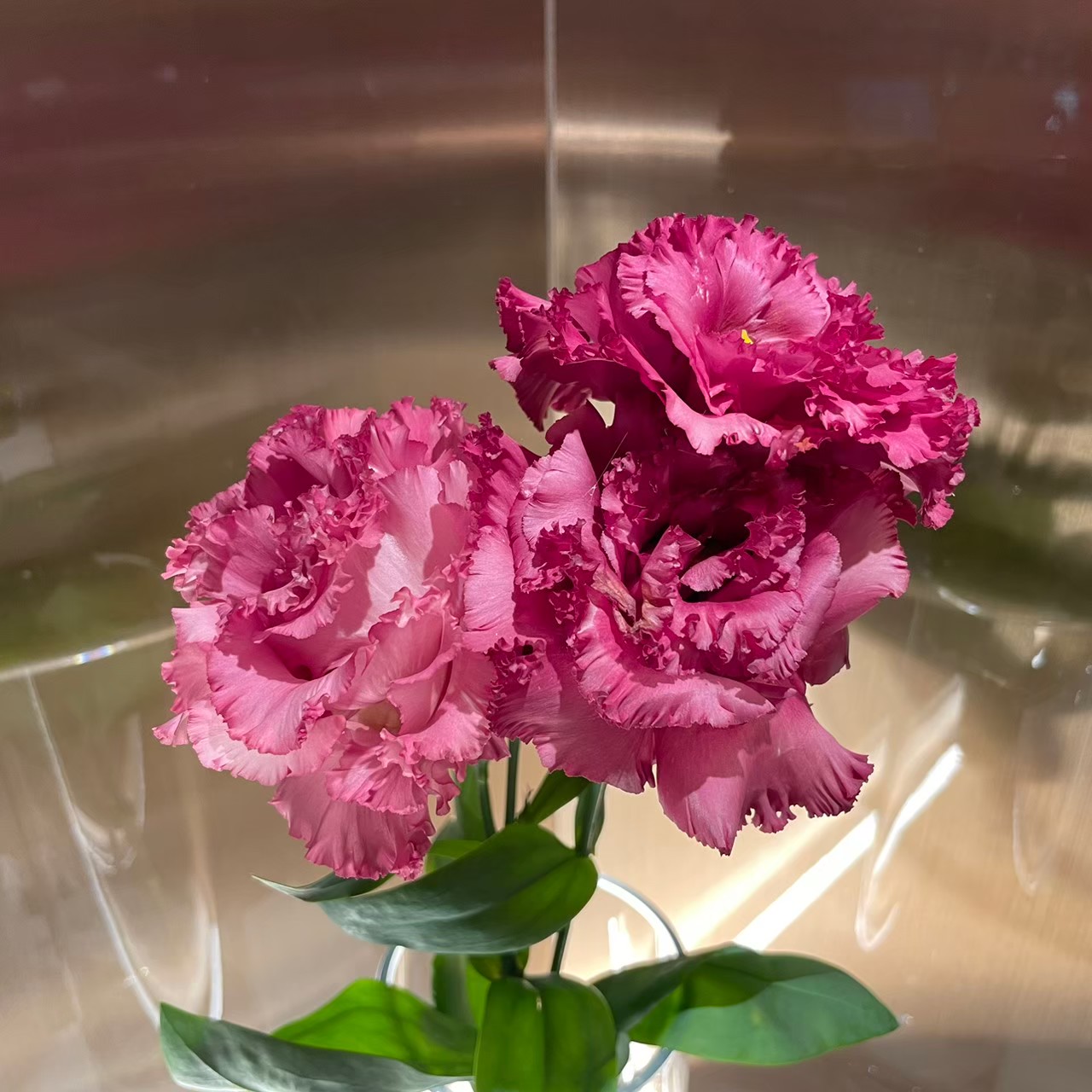 トルコキキョウ『NFカシス』 | 花屋 はな輔