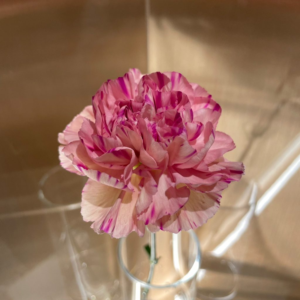 カーネーション『ボルテック』 | 花屋 はな輔